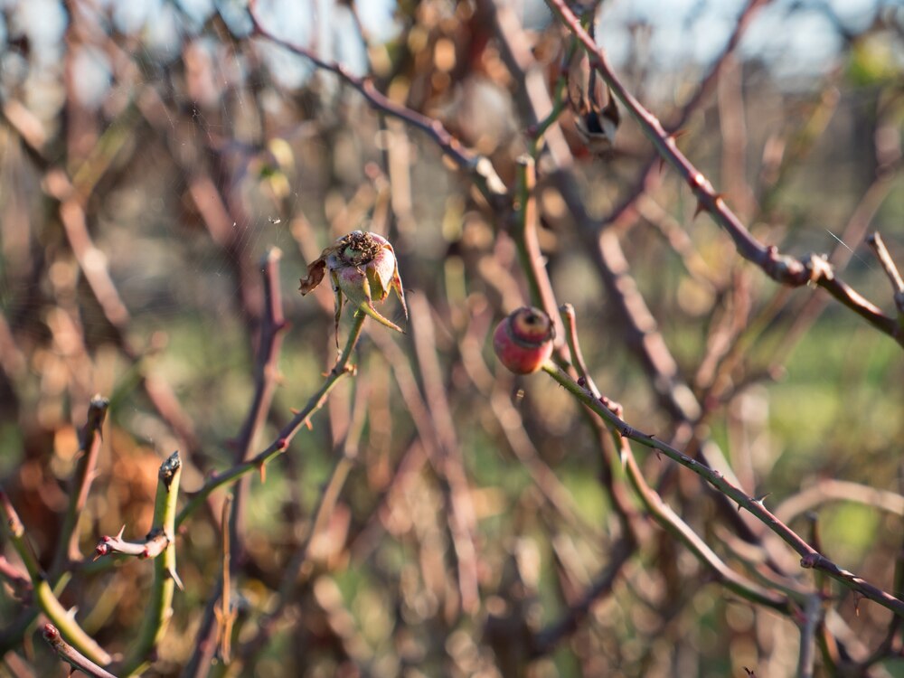 Your go-to guide for growing bloomin' great roses and how to care for ...