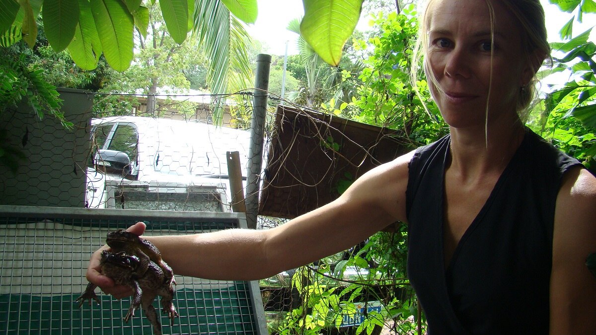 Hitchhiking cane toads: pest hops into West Australia's south-west ...