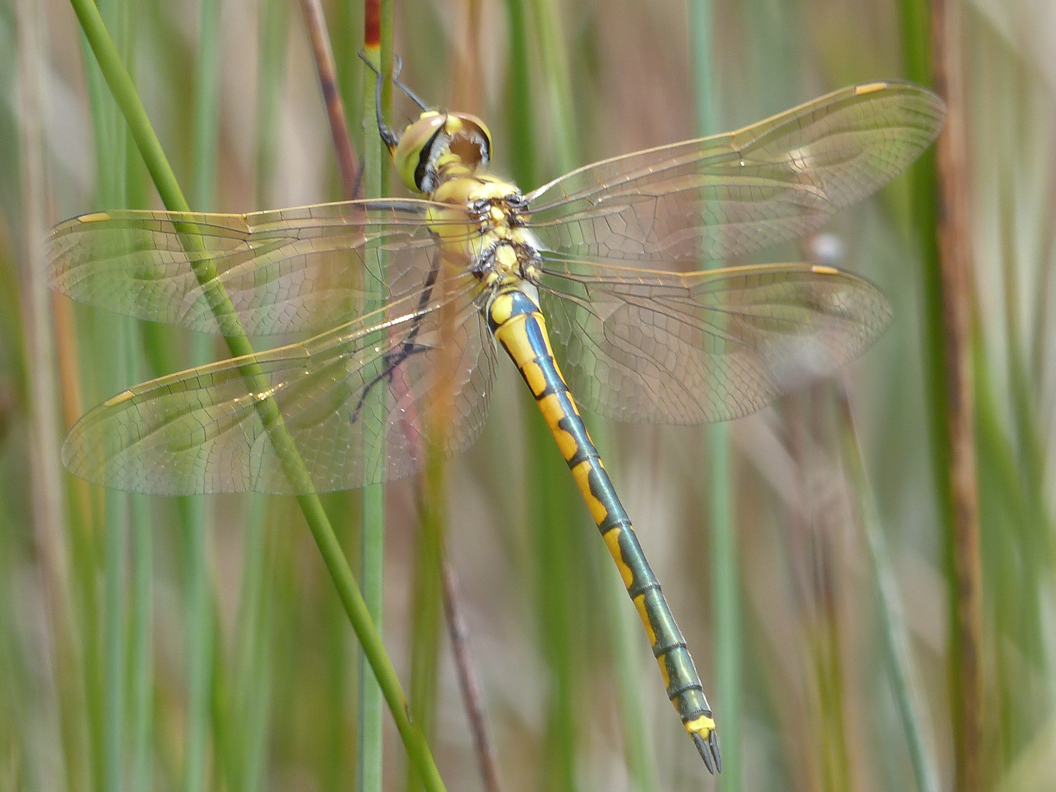 Dragonflies and damselflies: Why these vividly coloured, mosquito ...
