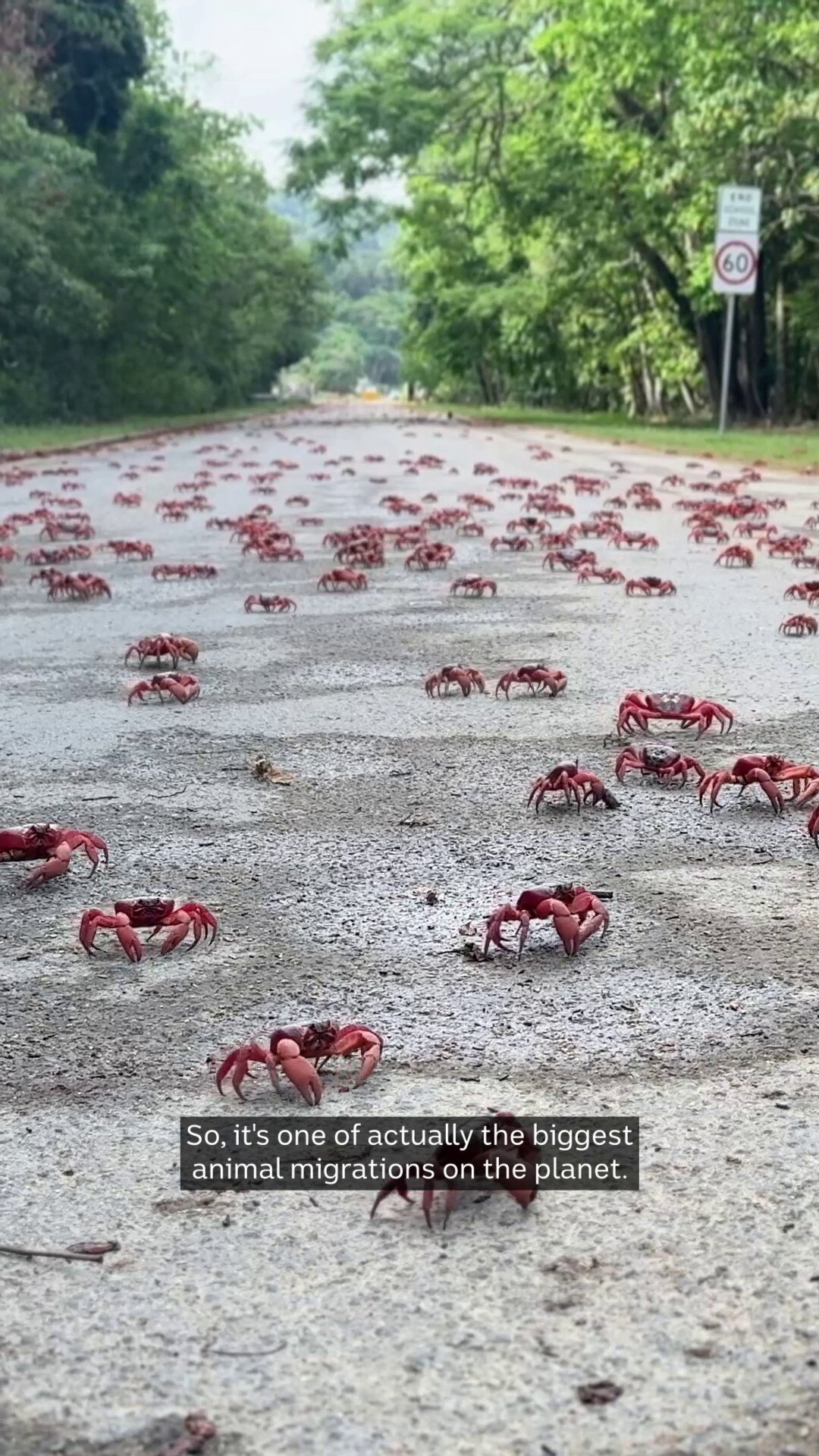 100 million red crabs are on the march - ABC News
