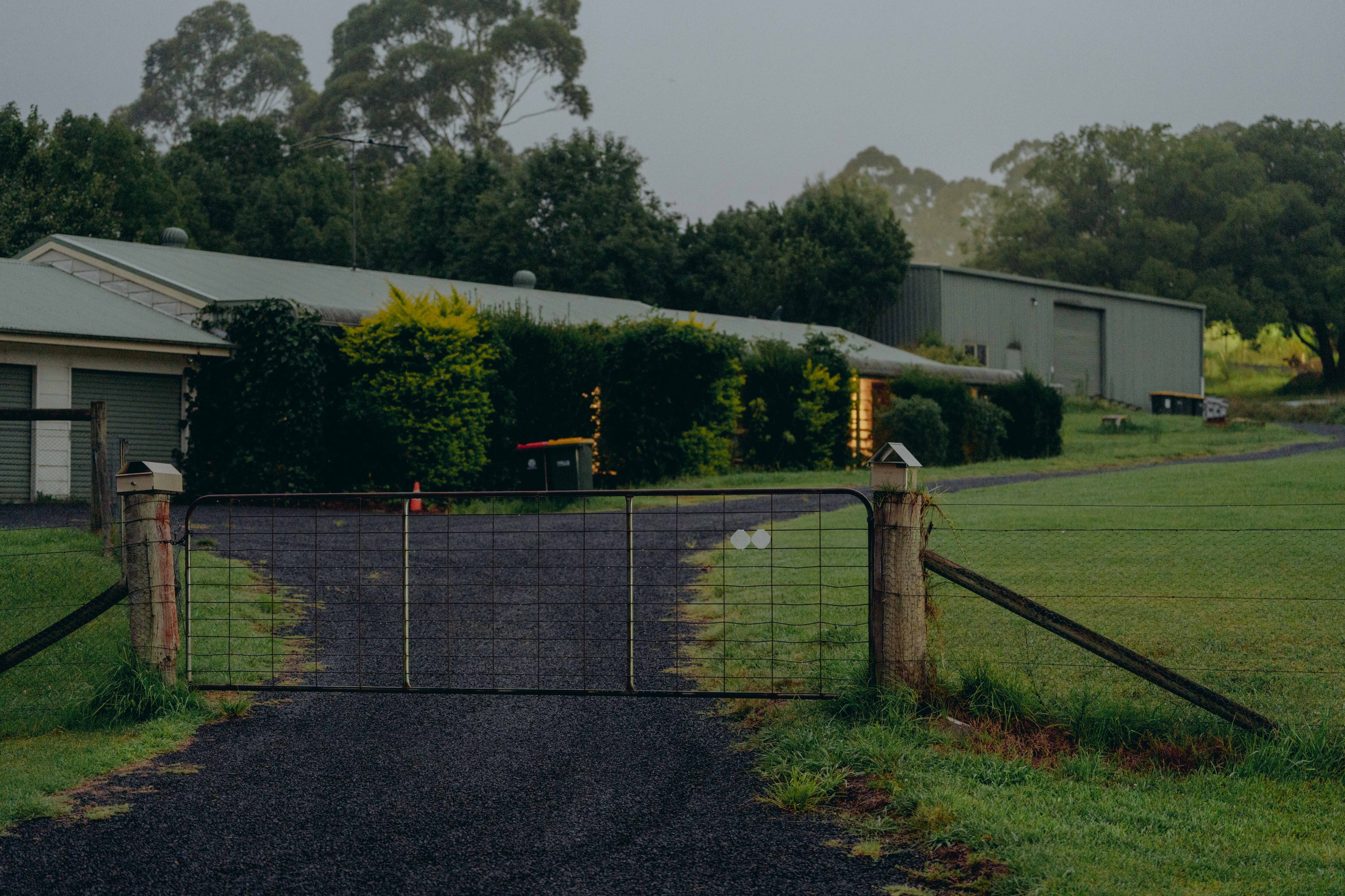 Cow caught chewing on a large python in outback northern Australia ...