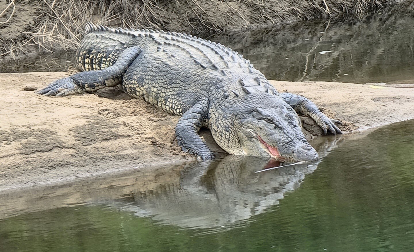 Authorities frustrated after man filmed fishing metres from crocodile ...