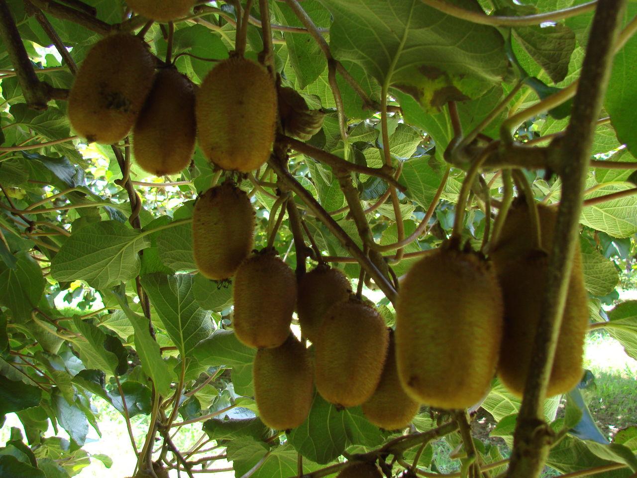 Kiwi and Orange Crepes - ABC News