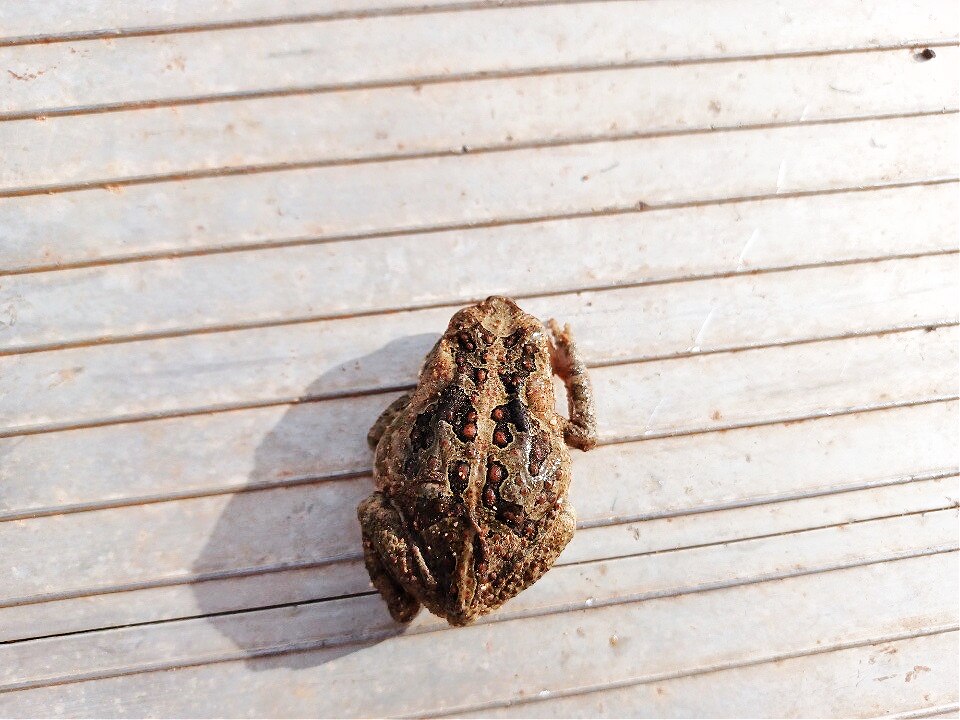 Cane toad found on Mornington Island sparks biosecurity crackdown to ...