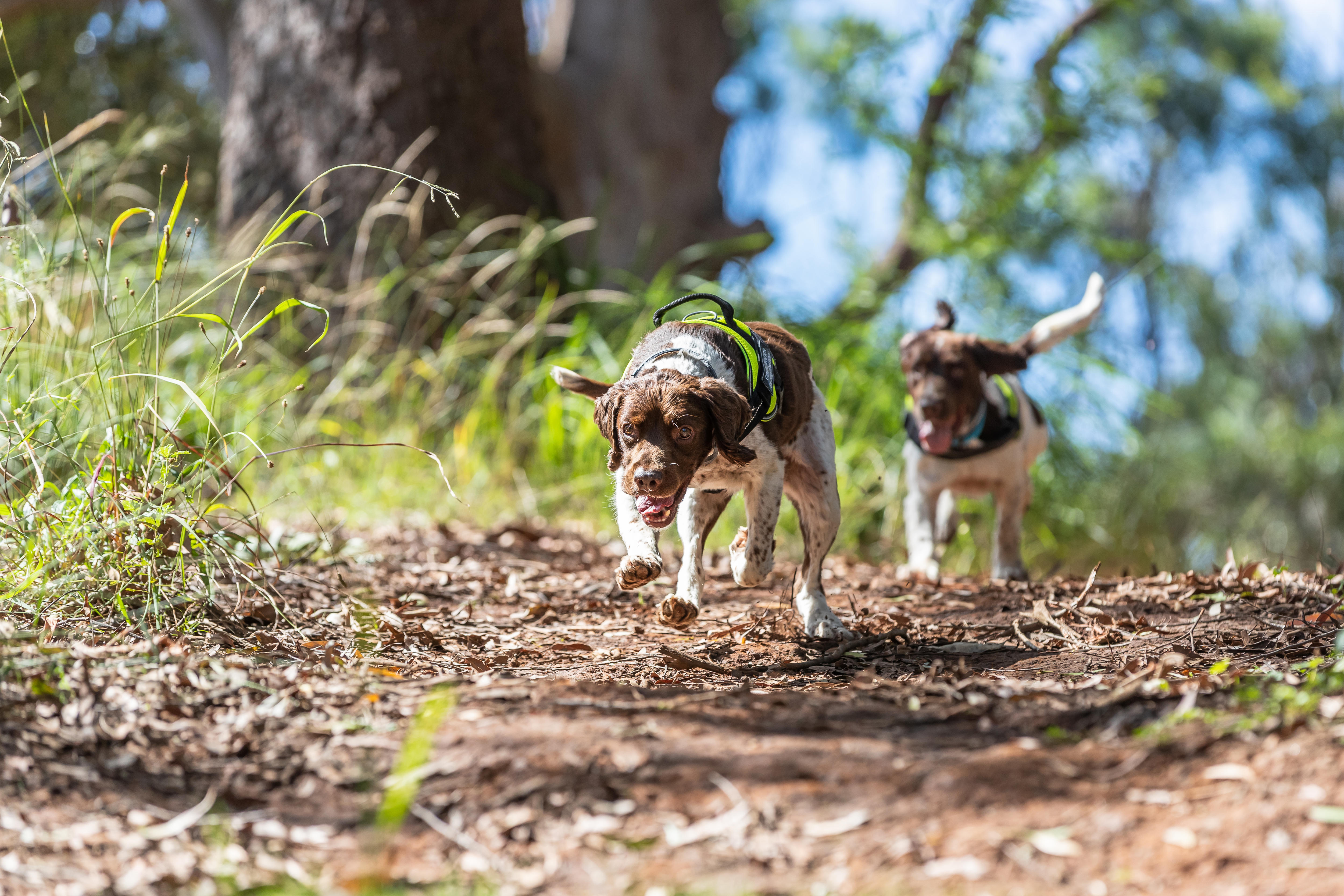 Conservation detector dogs helping save threatened species including ...