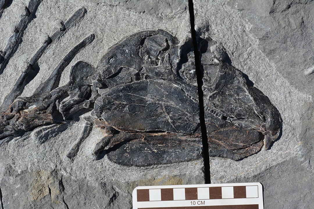 Fossil of Gordodon dating back 300 million years rewrites 'known ...