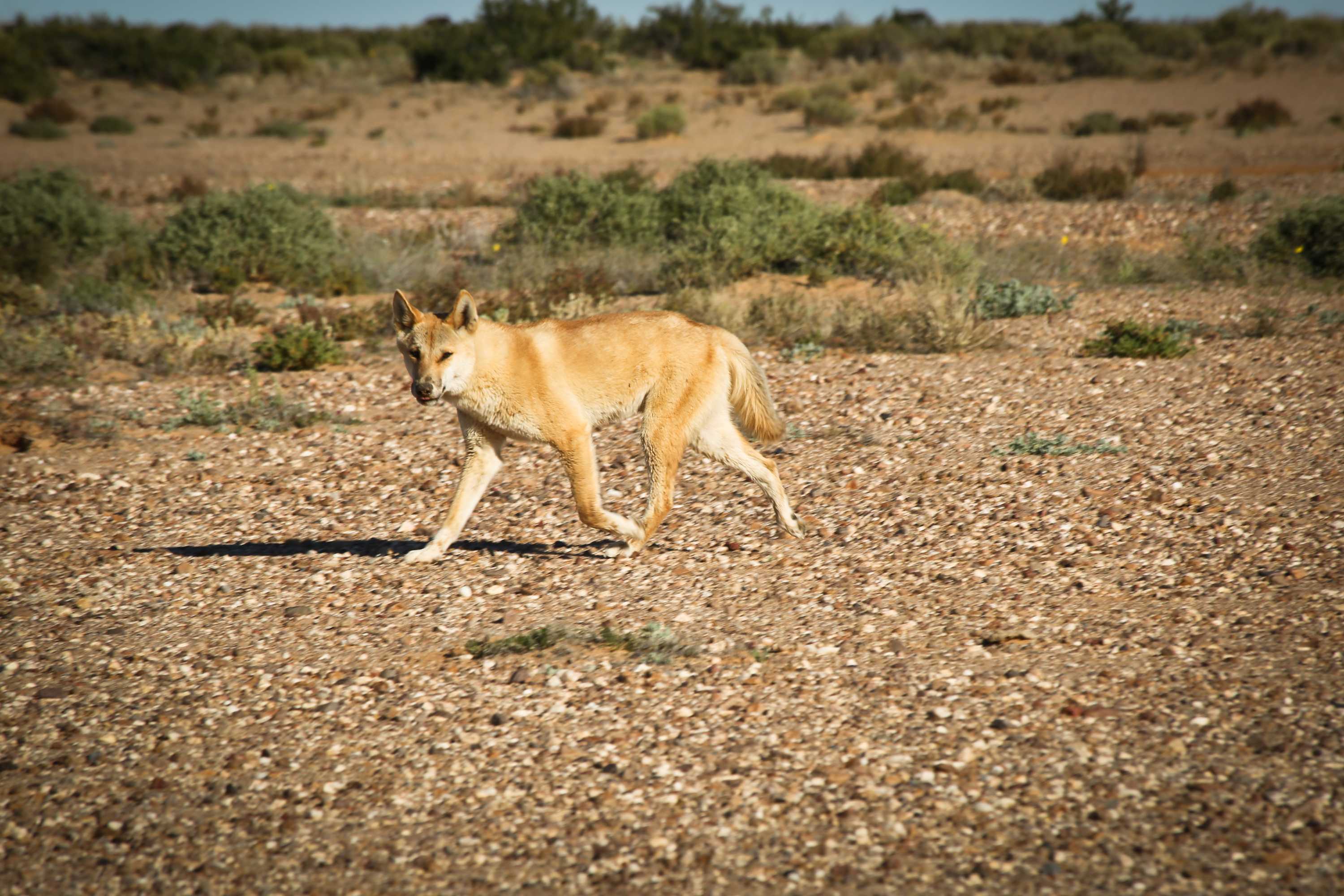 Dead dogs in trees: What's that all about? - ABC News