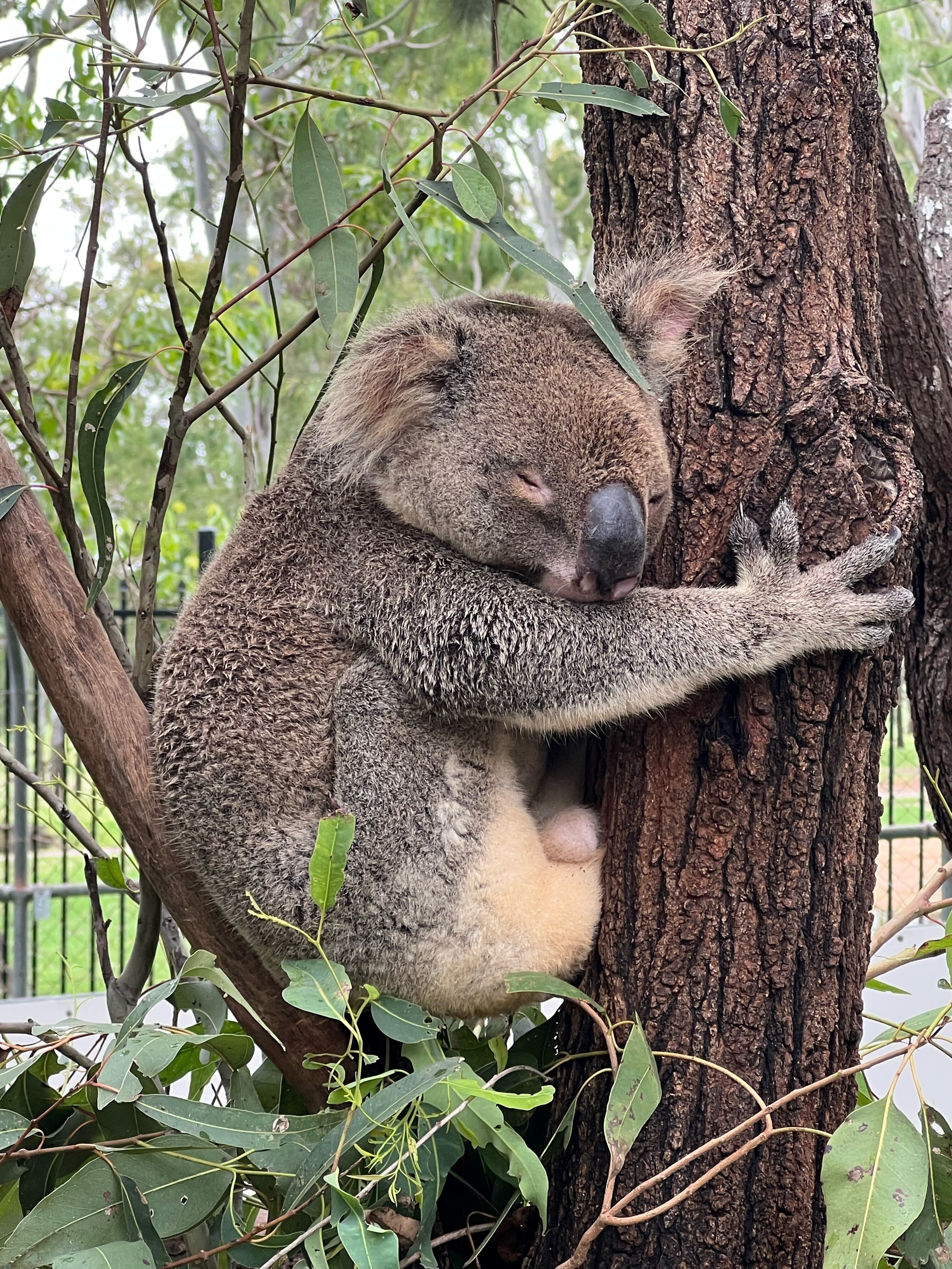 Rockhampton Zoo celebrates 100 years - ABC listen