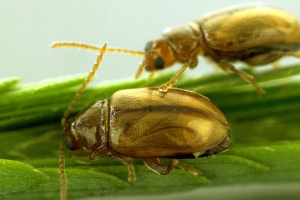 Creepy crawlies make their mark on Mimosa - ABC News