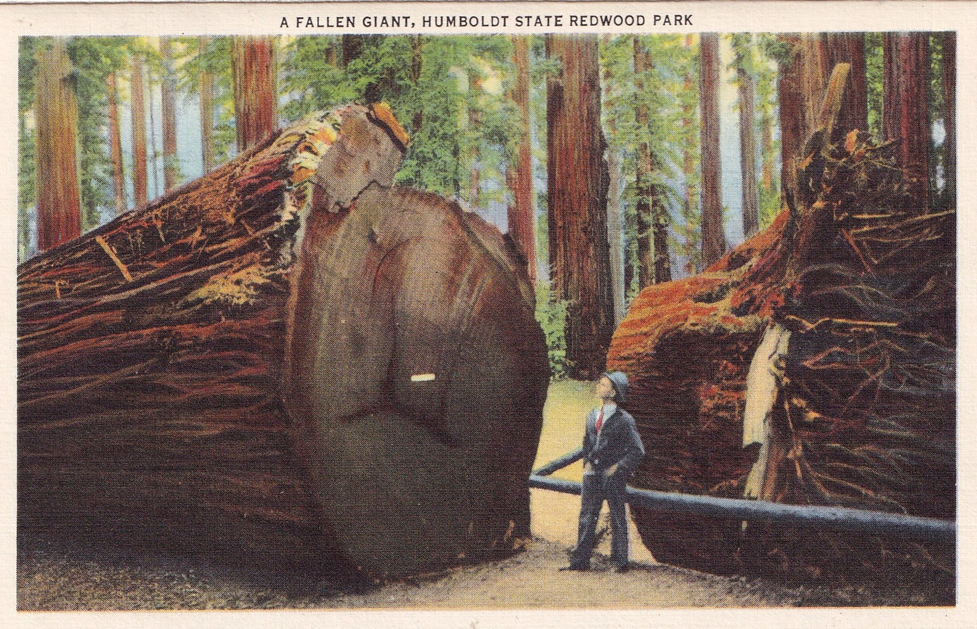 How "greenwashing" concealed the destruction of California's redwoods ...