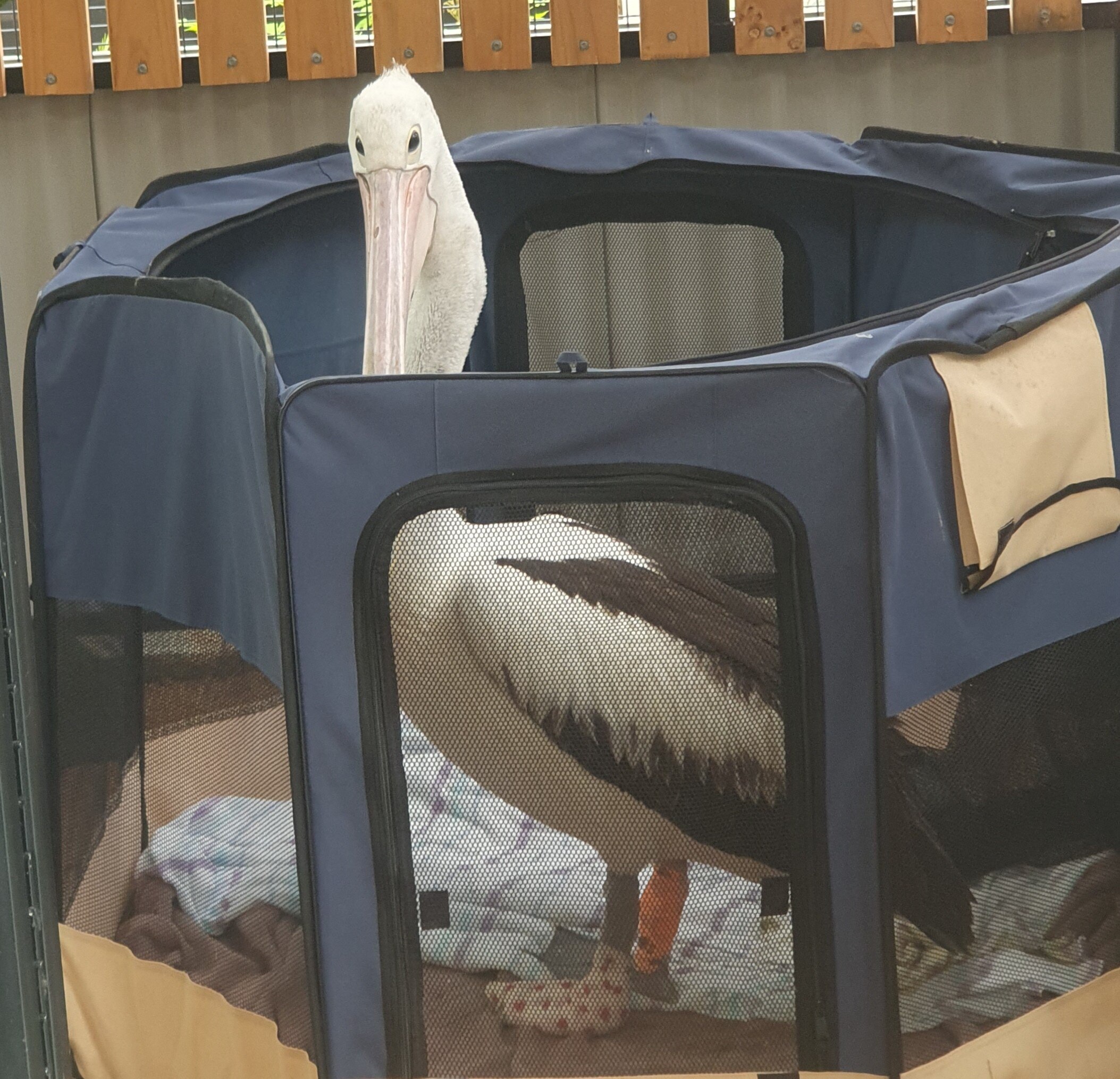 Byron Bay fishermen come to rescue of injured pelican at wildlife ...