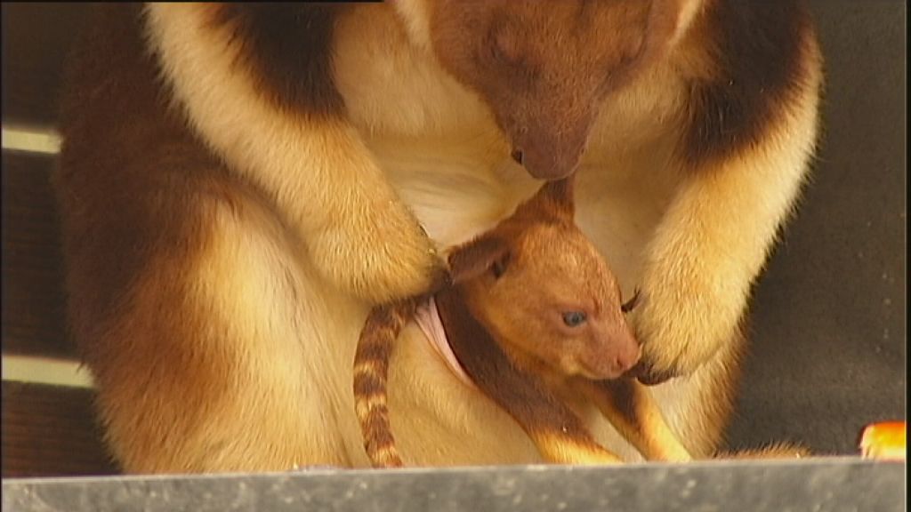 Rare Goodfellow's tree kangaroo baby makes an appearance at Canberra's ...