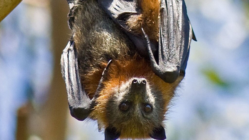 BatCam allows real time monitoring of threatened grey-headed flying fox ...