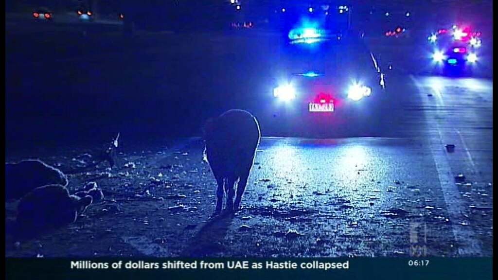 Sheep plunge onto highway after truck crash - ABC News