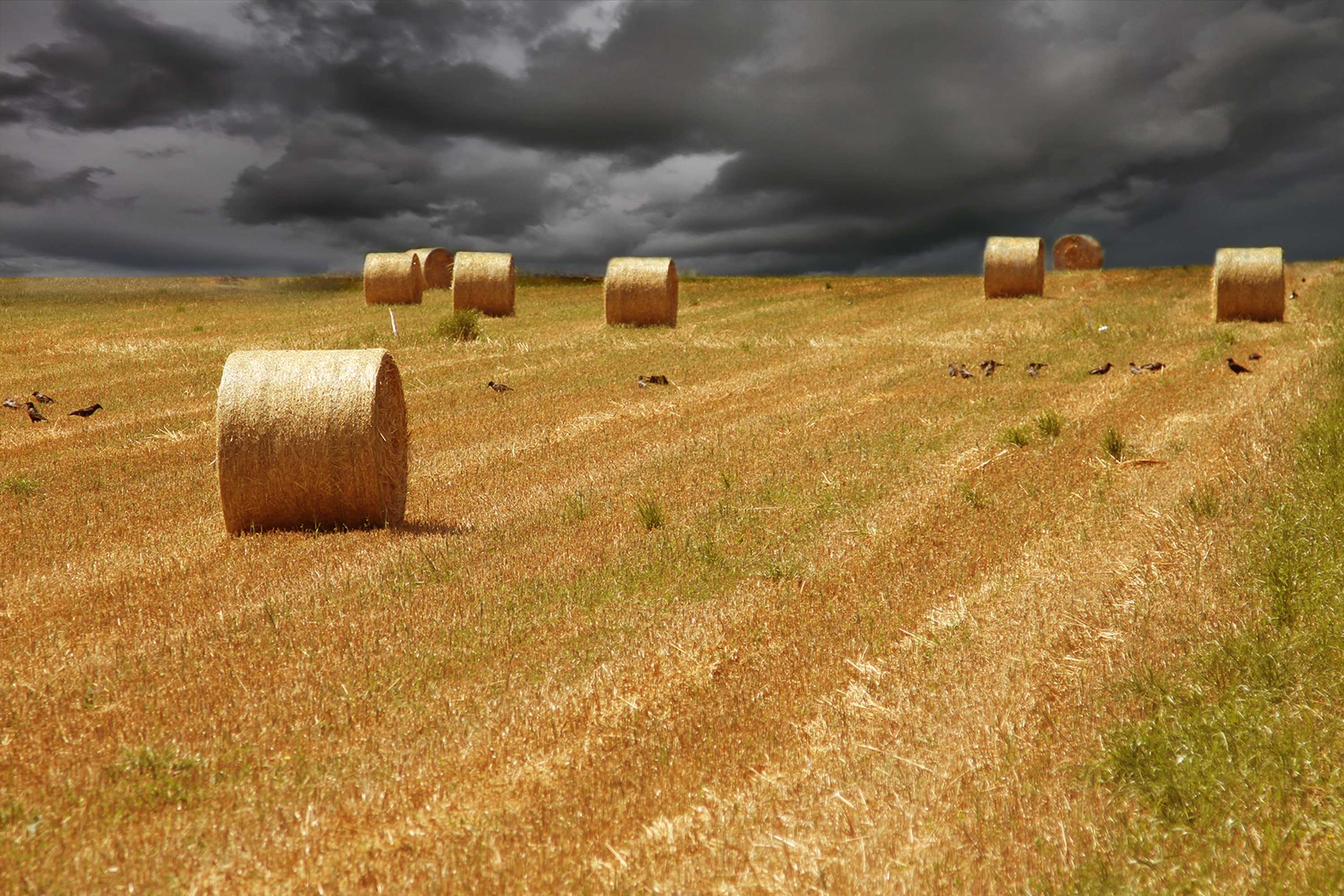 Reduce livestock numbers by 20 per cent, revegetate 55.6 million ...