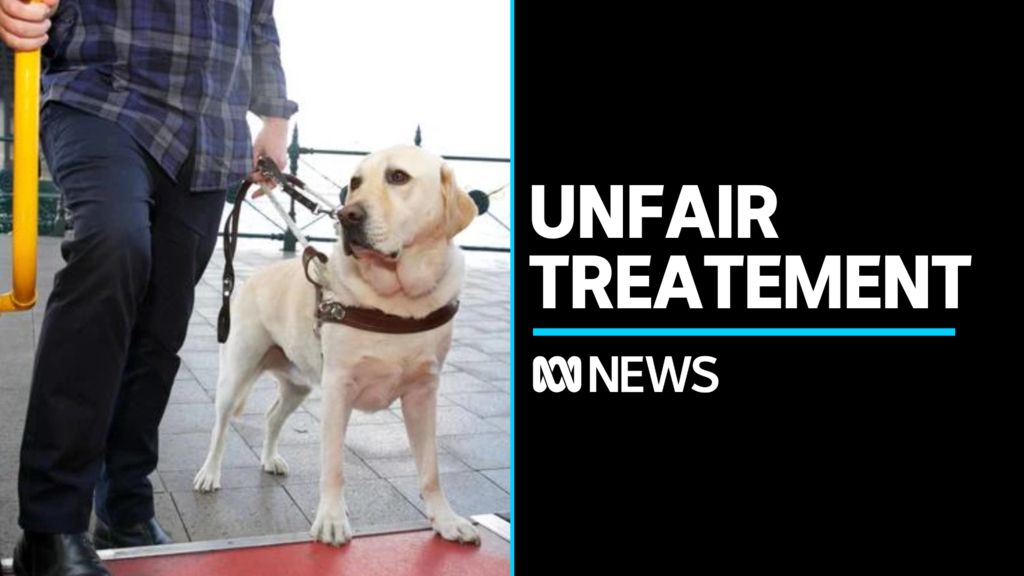 Renewed calls for equality for guide dog users - ABC News