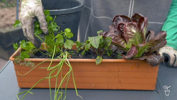 Vegies in Pots - Gardening Australia