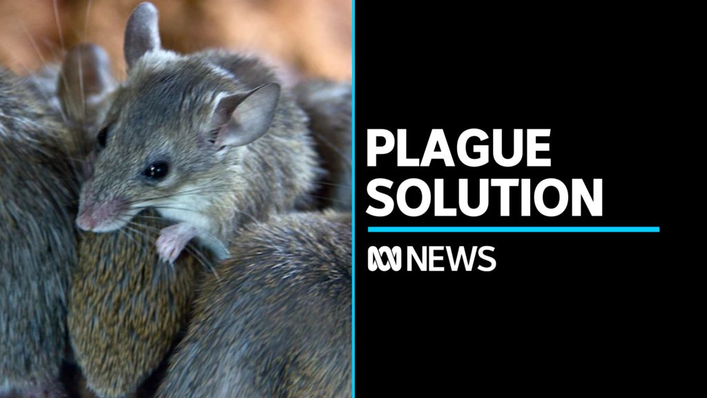 Sydney Uni study yields promising results in mice prevention - ABC News