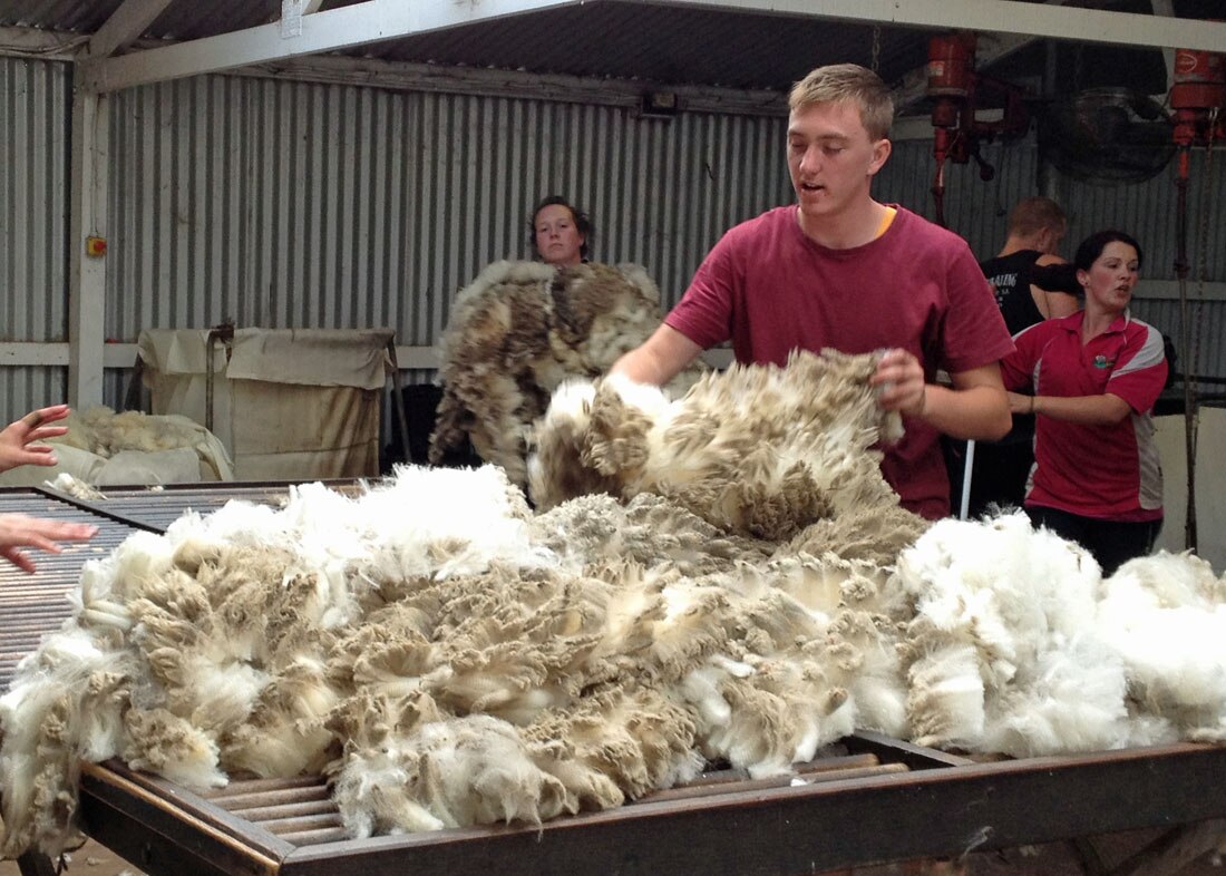 Wool growers are being urged to class more of the clip - ABC News