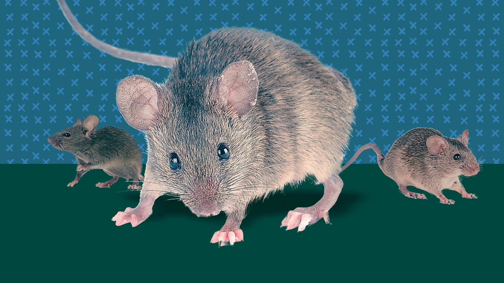 Mouse Plague - Behind The News