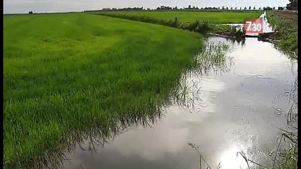 Griffith reaction - ABC News