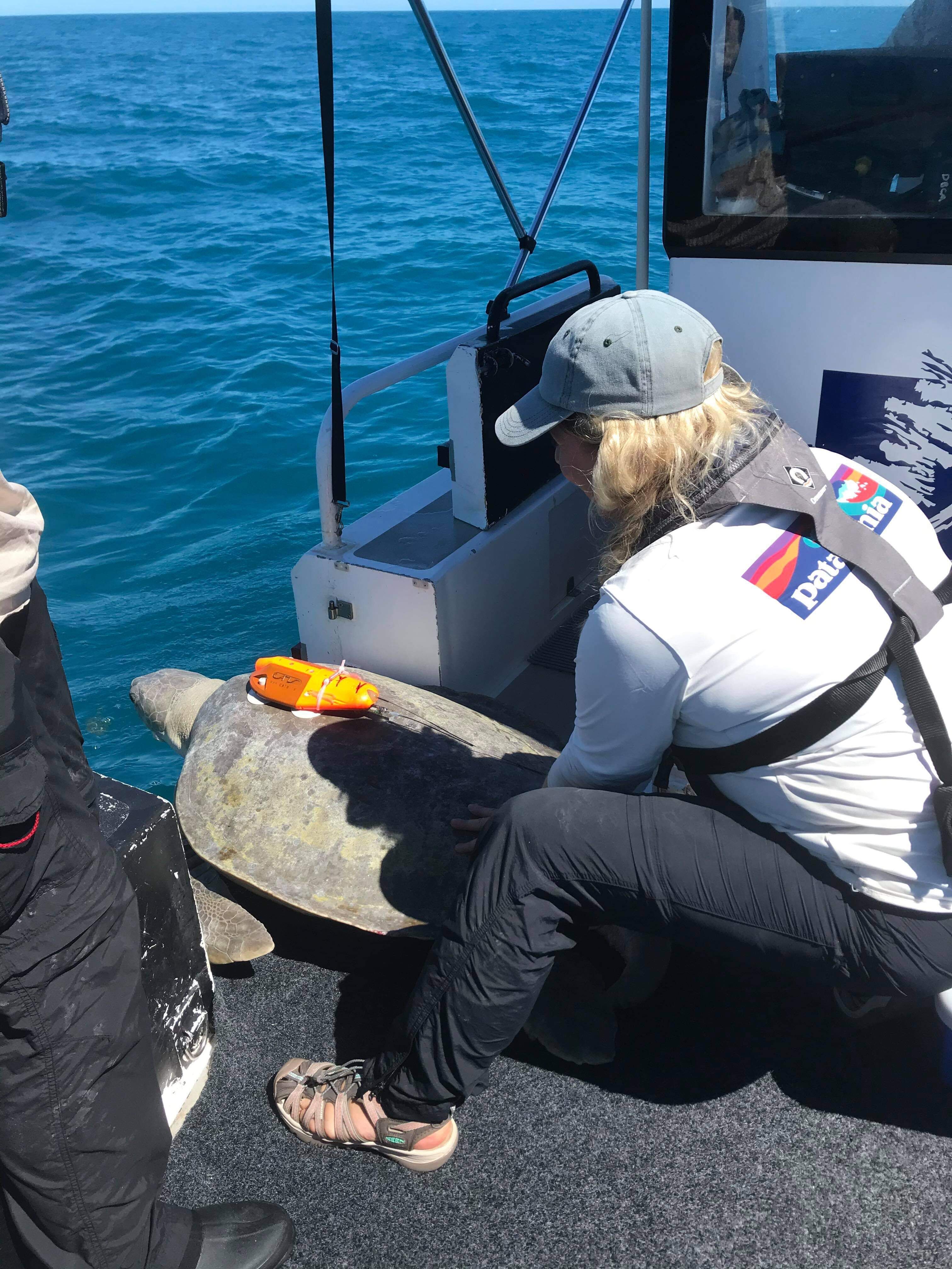 World-first turtle tracking reveals secrets of flatback turtles in WA's ...