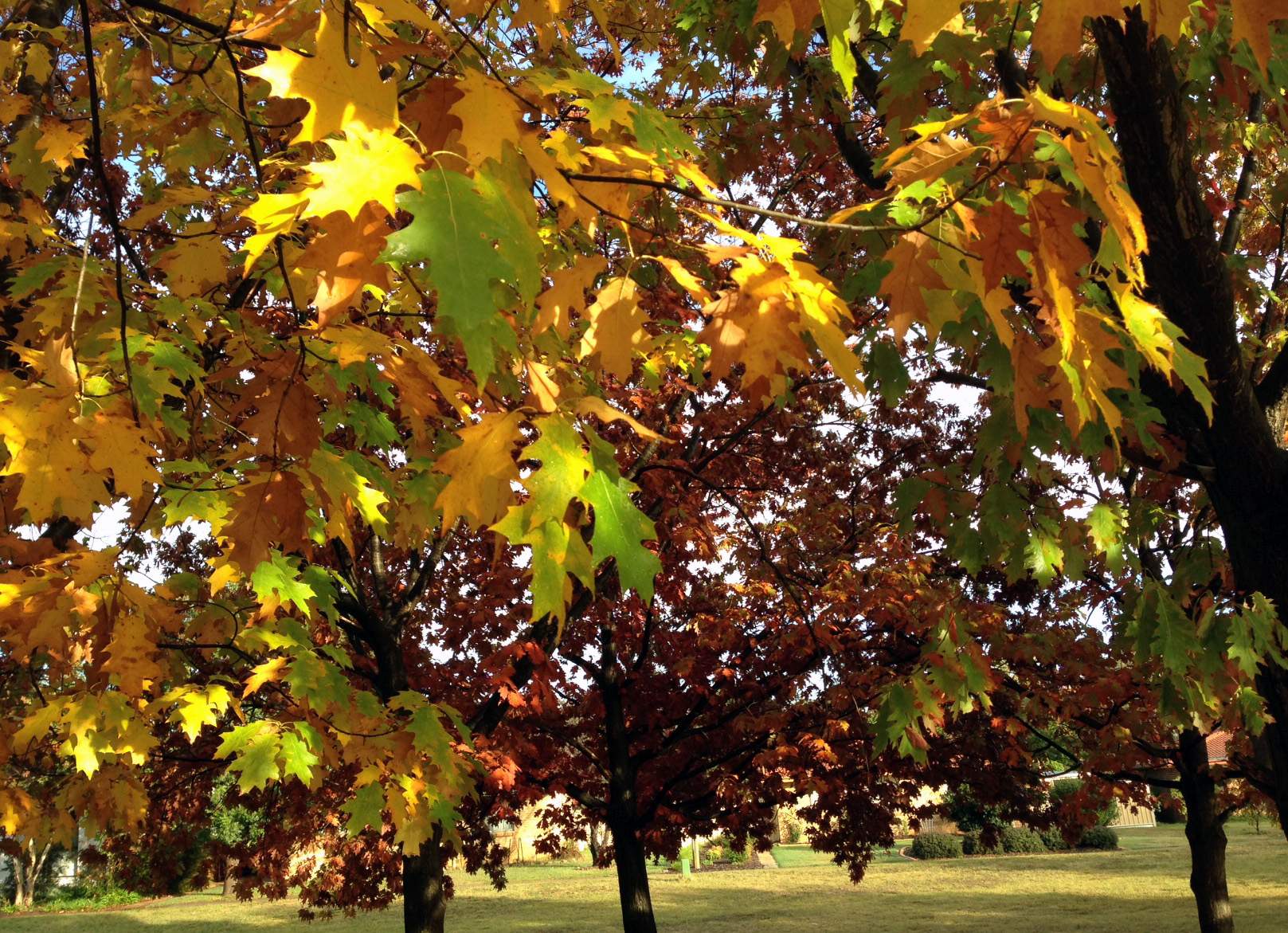 What To Do In The Garden: Canberra and deciduous trees, what to do with ...