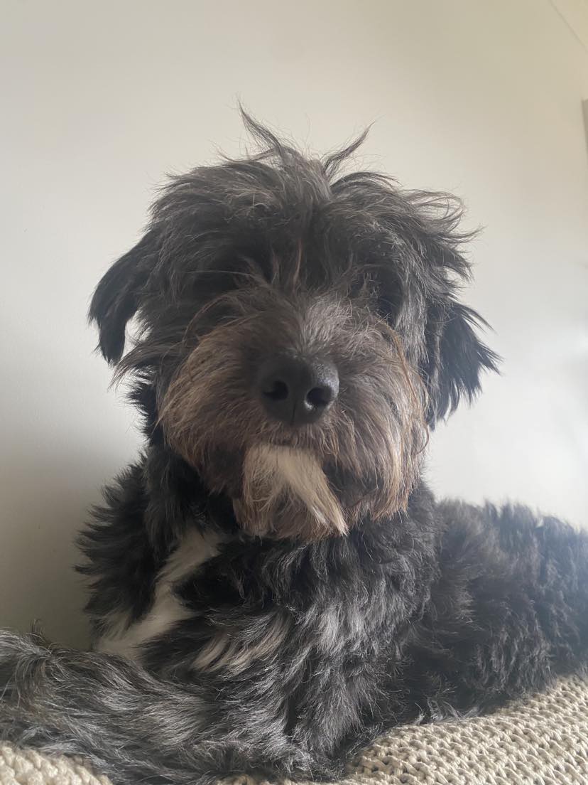 How the Smithfield dog breed went from London meat markets to working ...