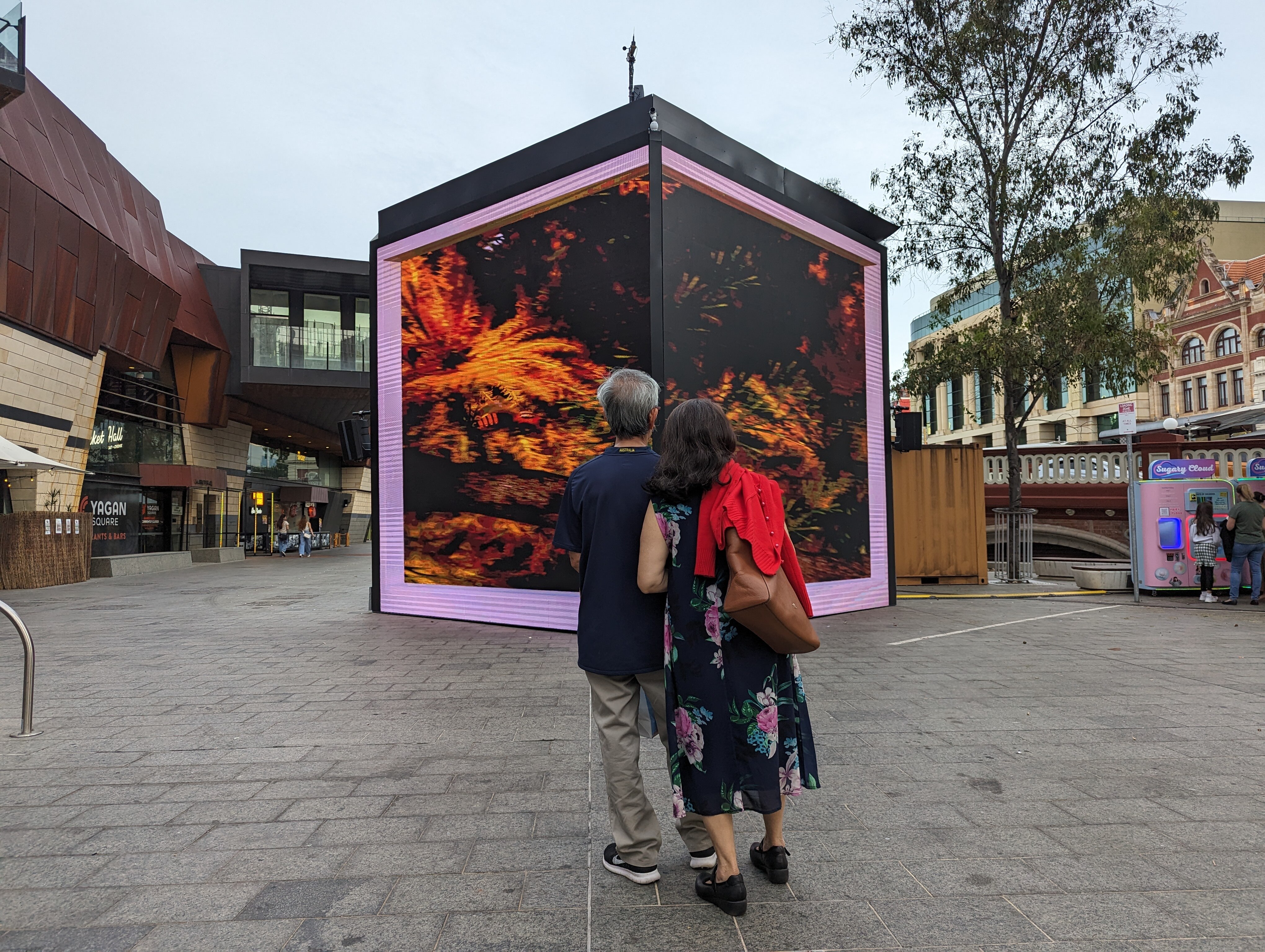 Noongar story of Australian Christmas tree, The Moodjar Tree, told in ...