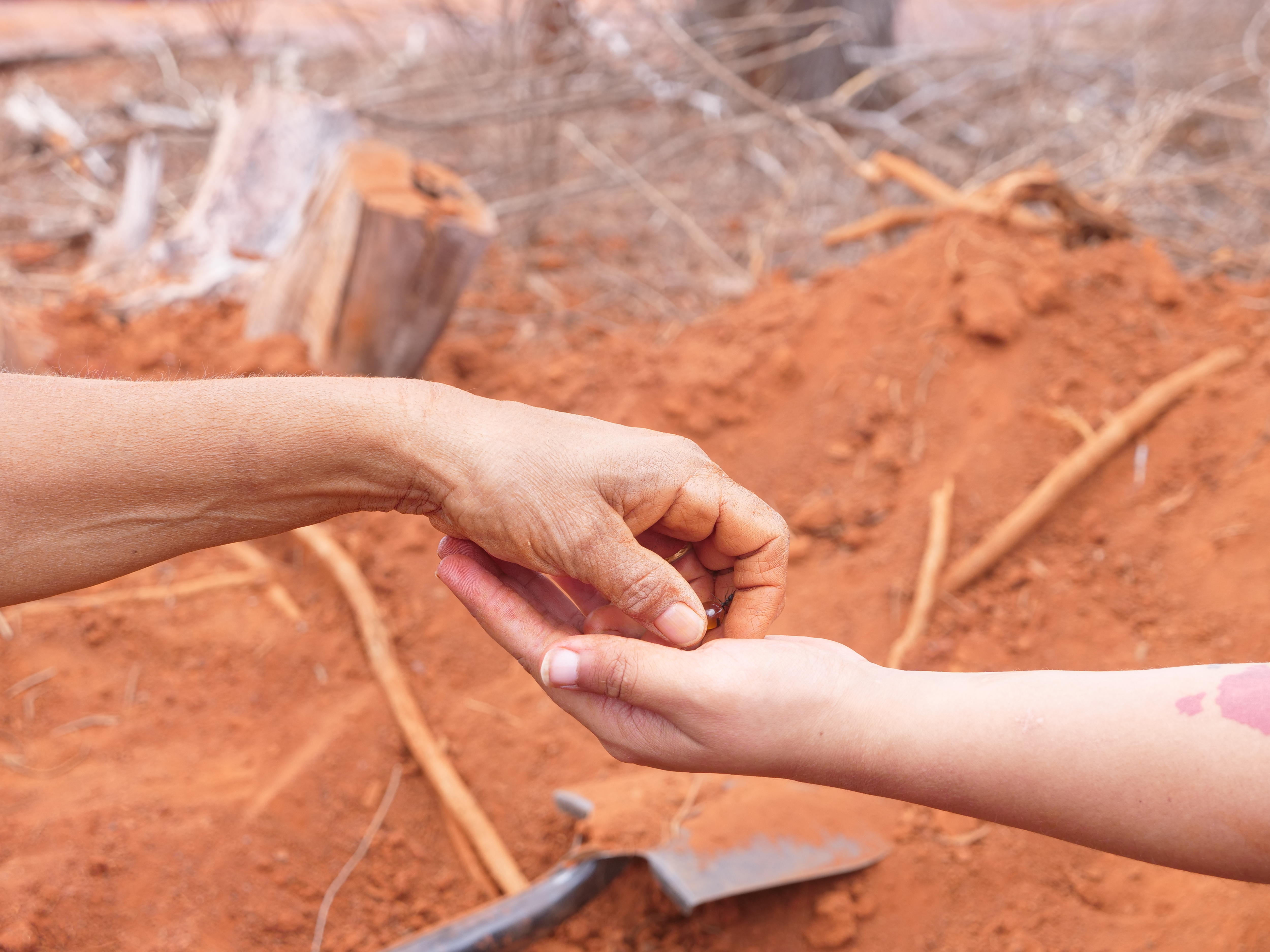 Honeypot ants from deep in the West Australian Goldfields could hold ...