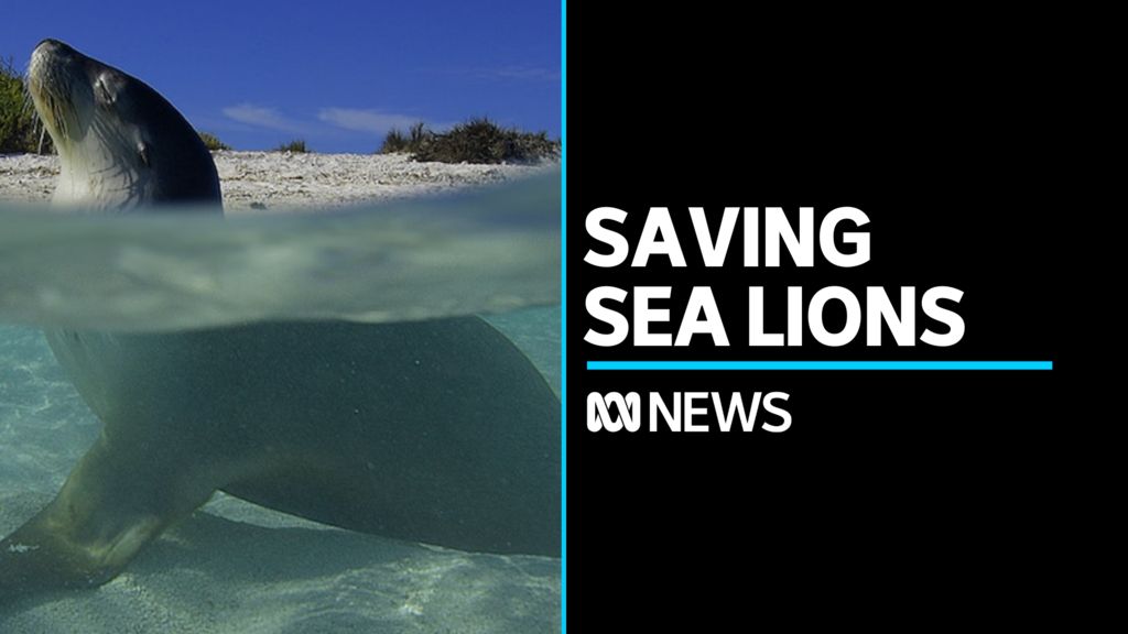 New science project helping save endangered sea lions - ABC News