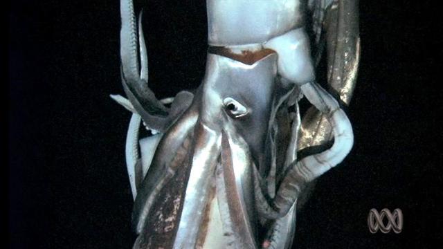 ABC News: Dr Karl vs the mysterious giant squid - ABC Education