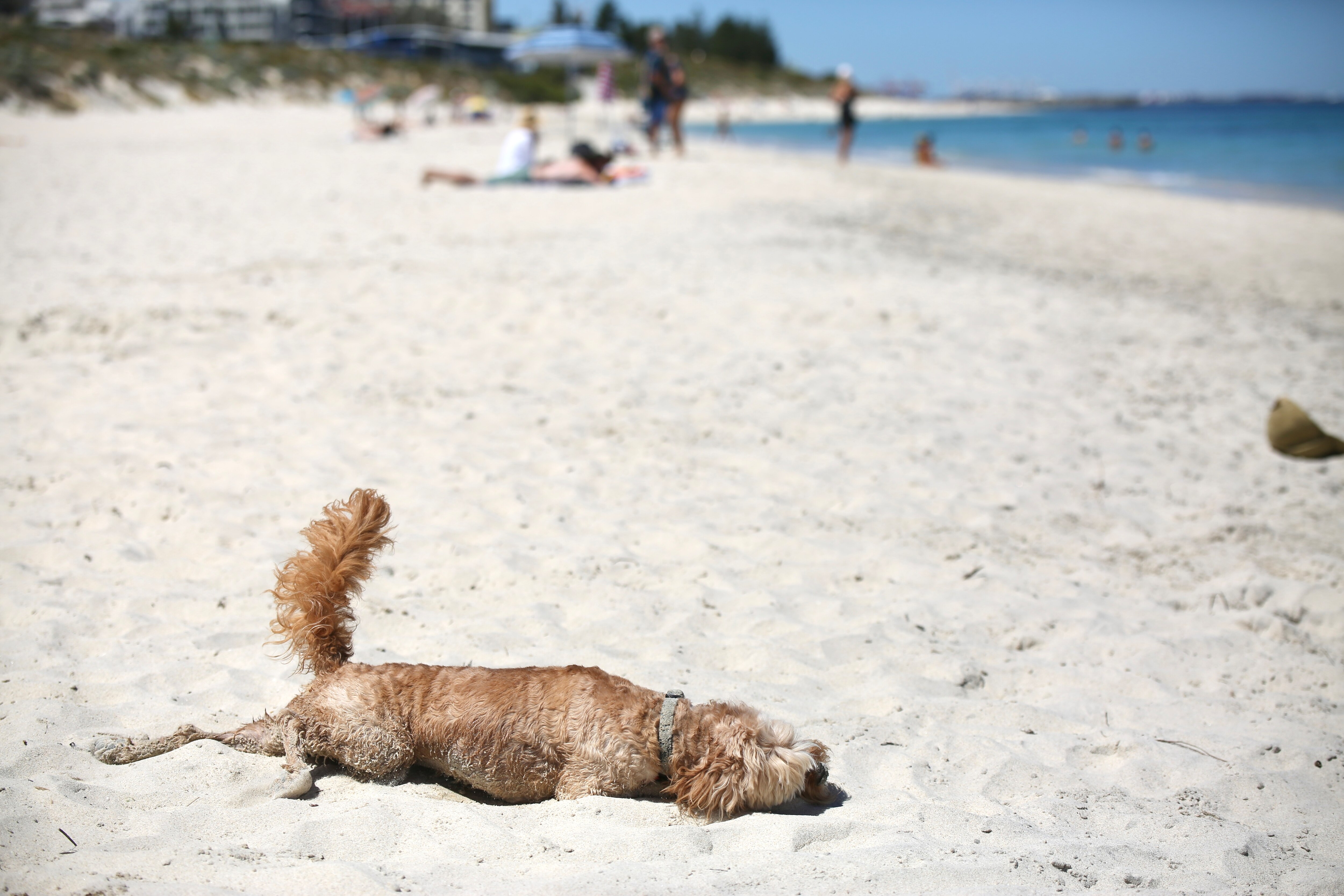 Perth braces for more days over 40C as another extreme heatwave hits ...