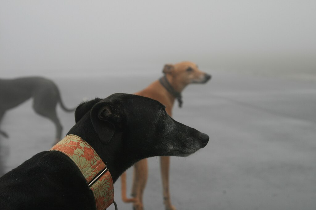 Greyhound biosecurity warning over kennel cough - ABC News