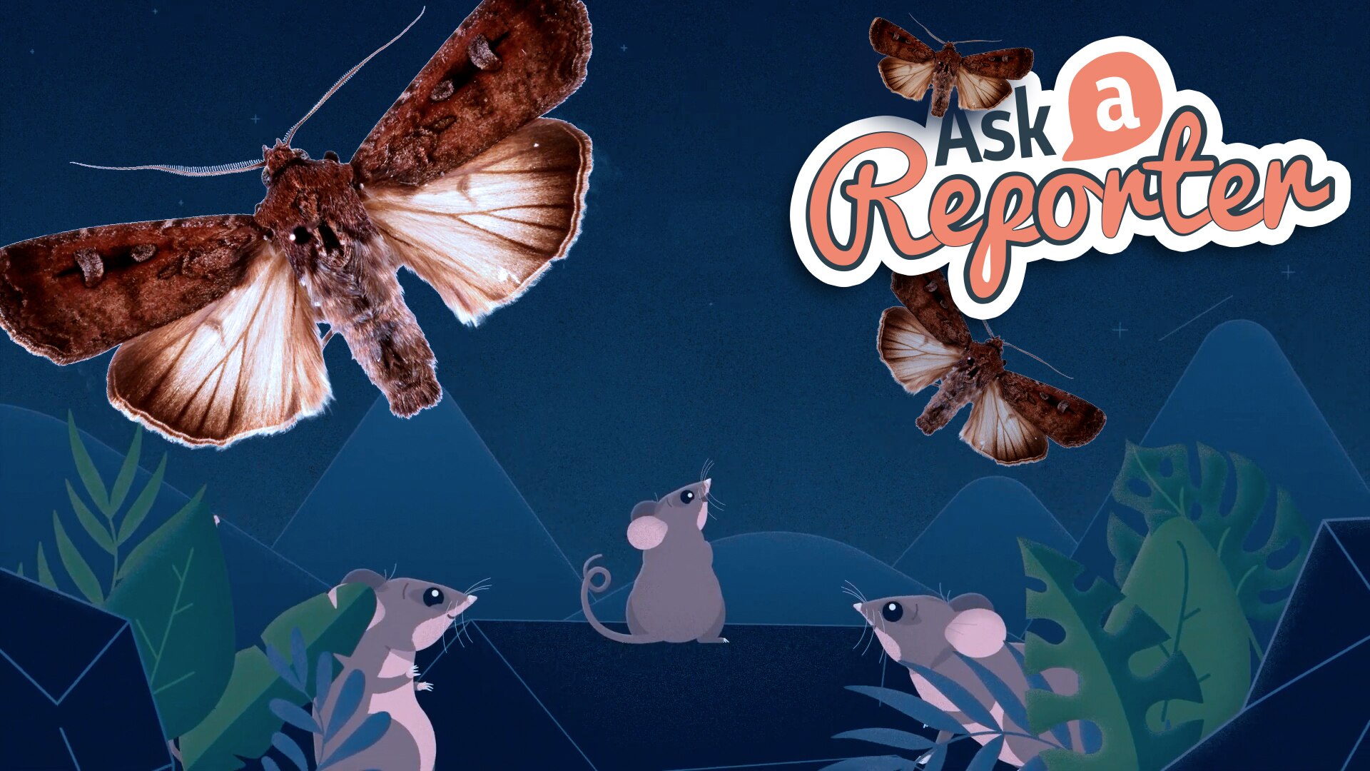 Bogong Moth Tracker - Behind The News