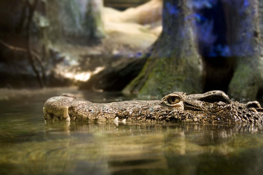 Residents angry over suspected croc attack - ABC News