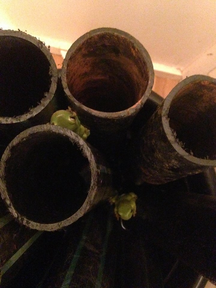 'Frog hotel' on outback station becomes social media hit - ABC News