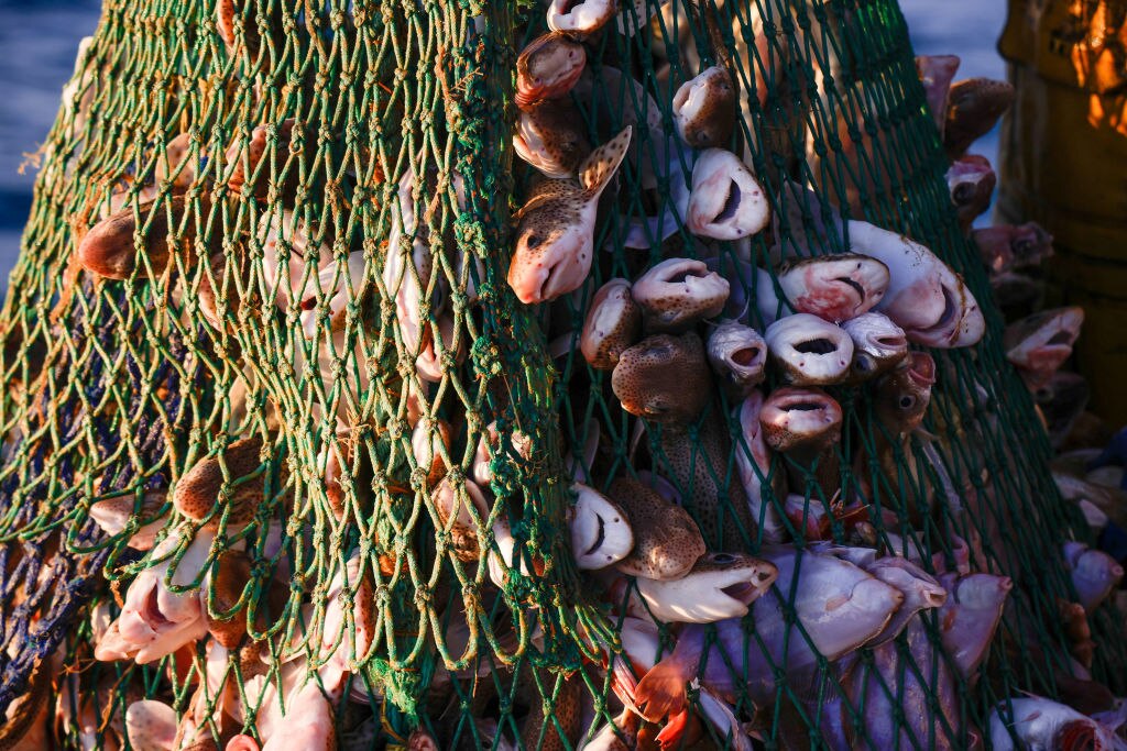 90% of all big fish have been taken from the oceans - ABC listen