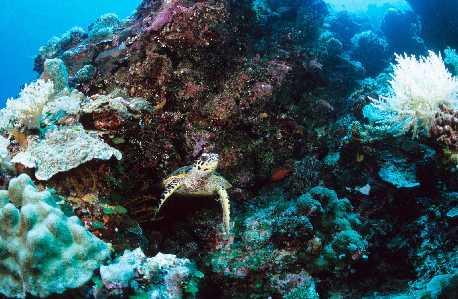 Pacific nation of Palau bans sunscreen toxic to coral reefs in ...