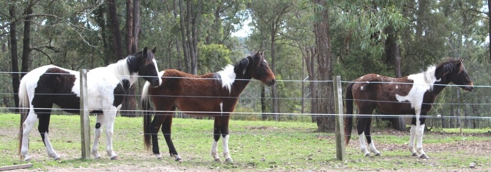 Hunter brumby sanctuary opens its gates to New England region - ABC News