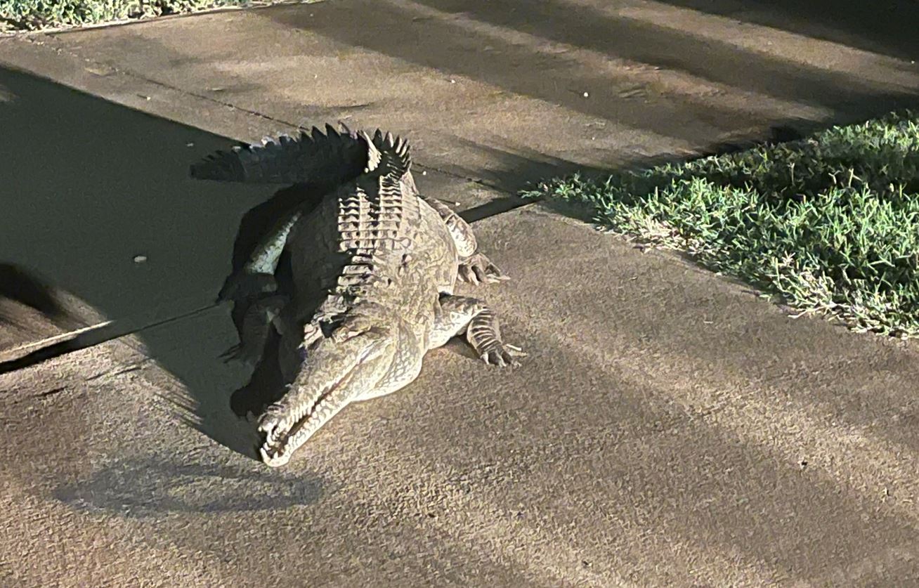'Massive' crocodile found on the loose in Fitzroy Crossing after WA ...