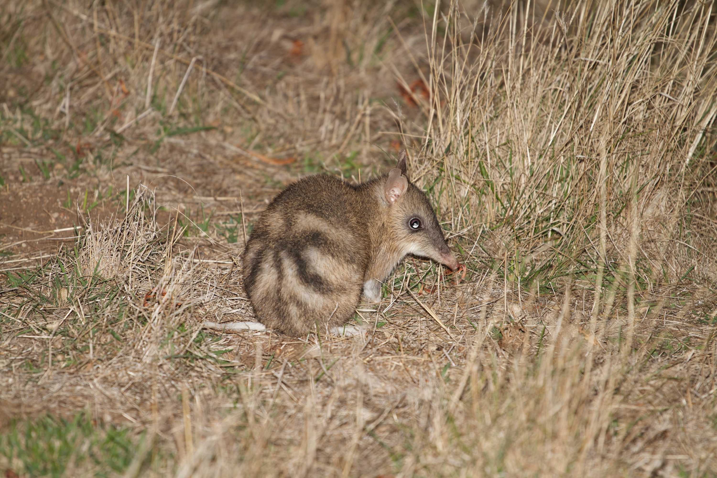 Eastern barred bandicoots released on Phillip Island bringing species ...