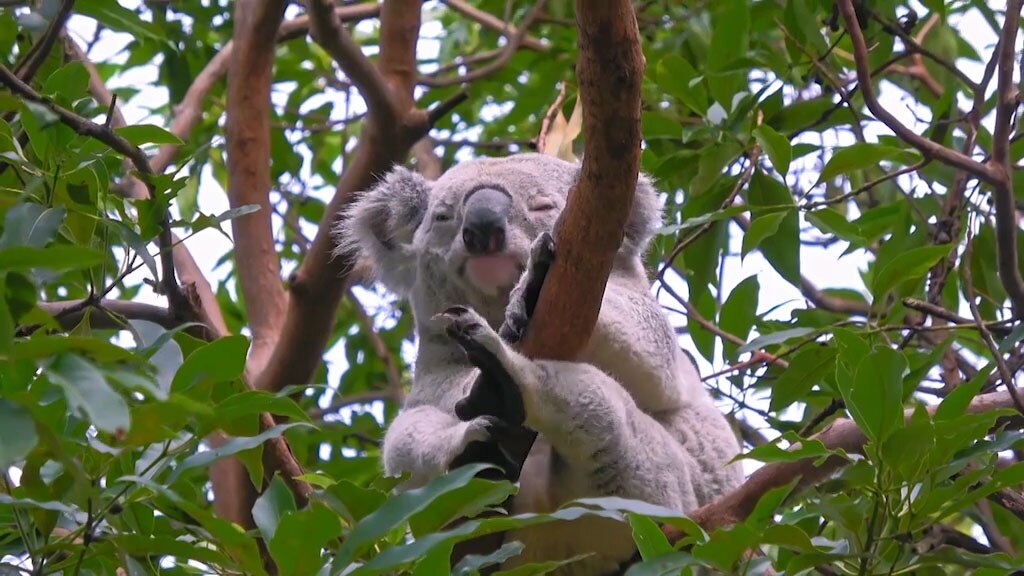 Koalas - ABC Kids