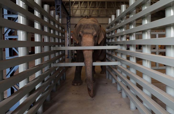 Meet the elephants being nursed back to health at India's first ...