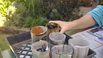 Paper Pots - Gardening Australia