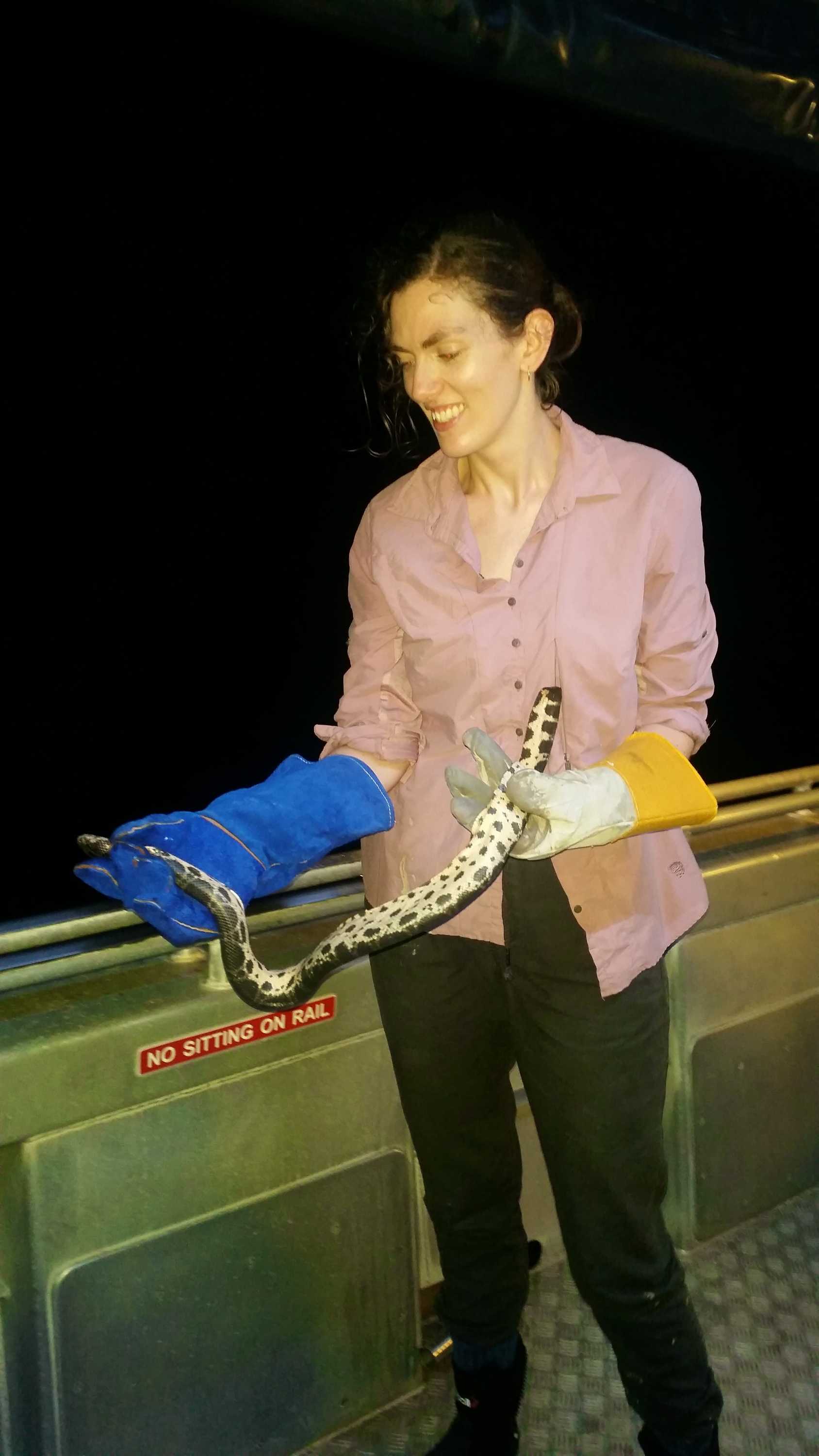 Kimberley sea-snake research measures impacts of coastal development ...