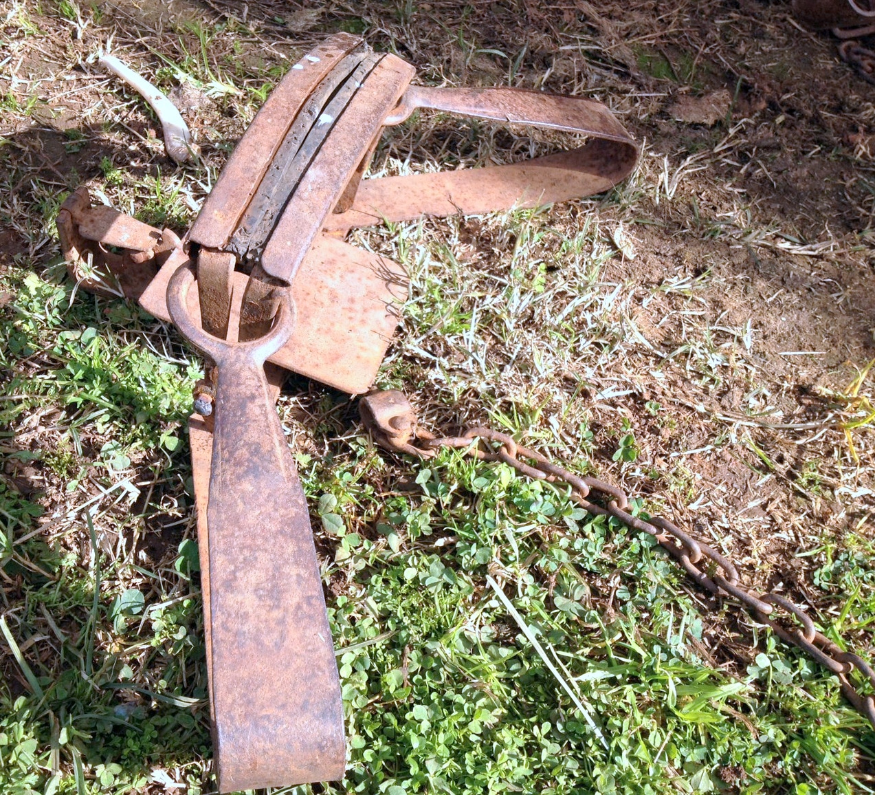 From general store 'jail' to wild dog wilderness - ABC News