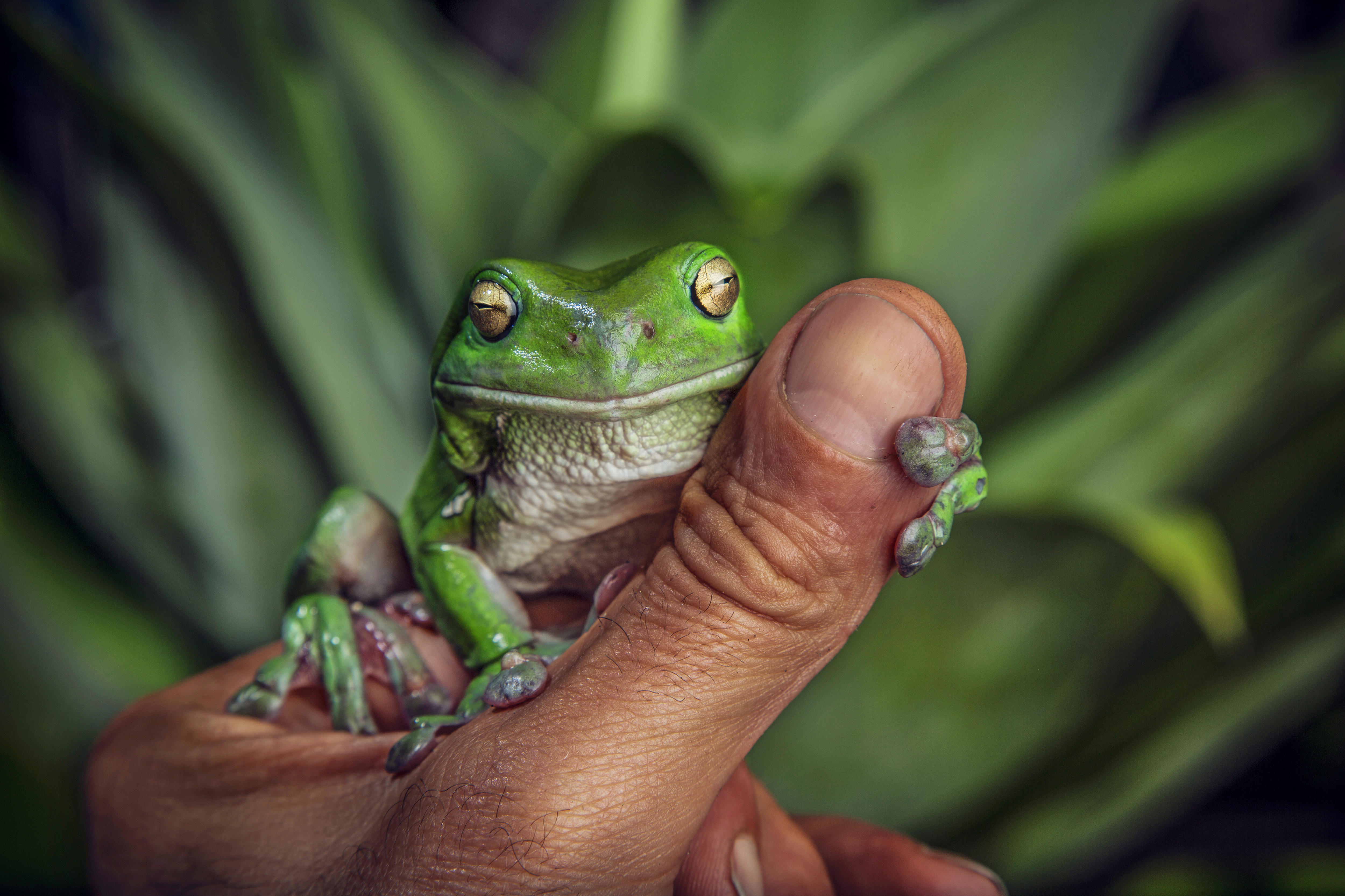 The complexities of safeguarding endangered species - ABC listen