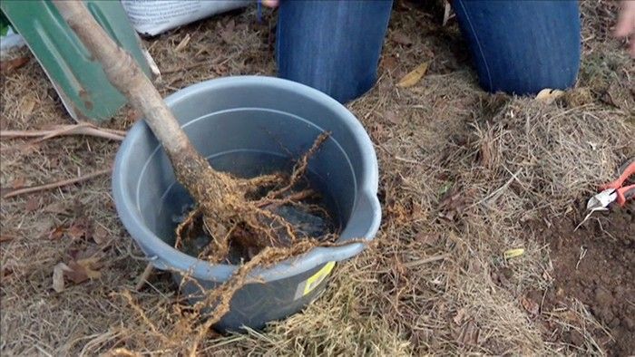 Bare-Root Planting - Gardening Australia