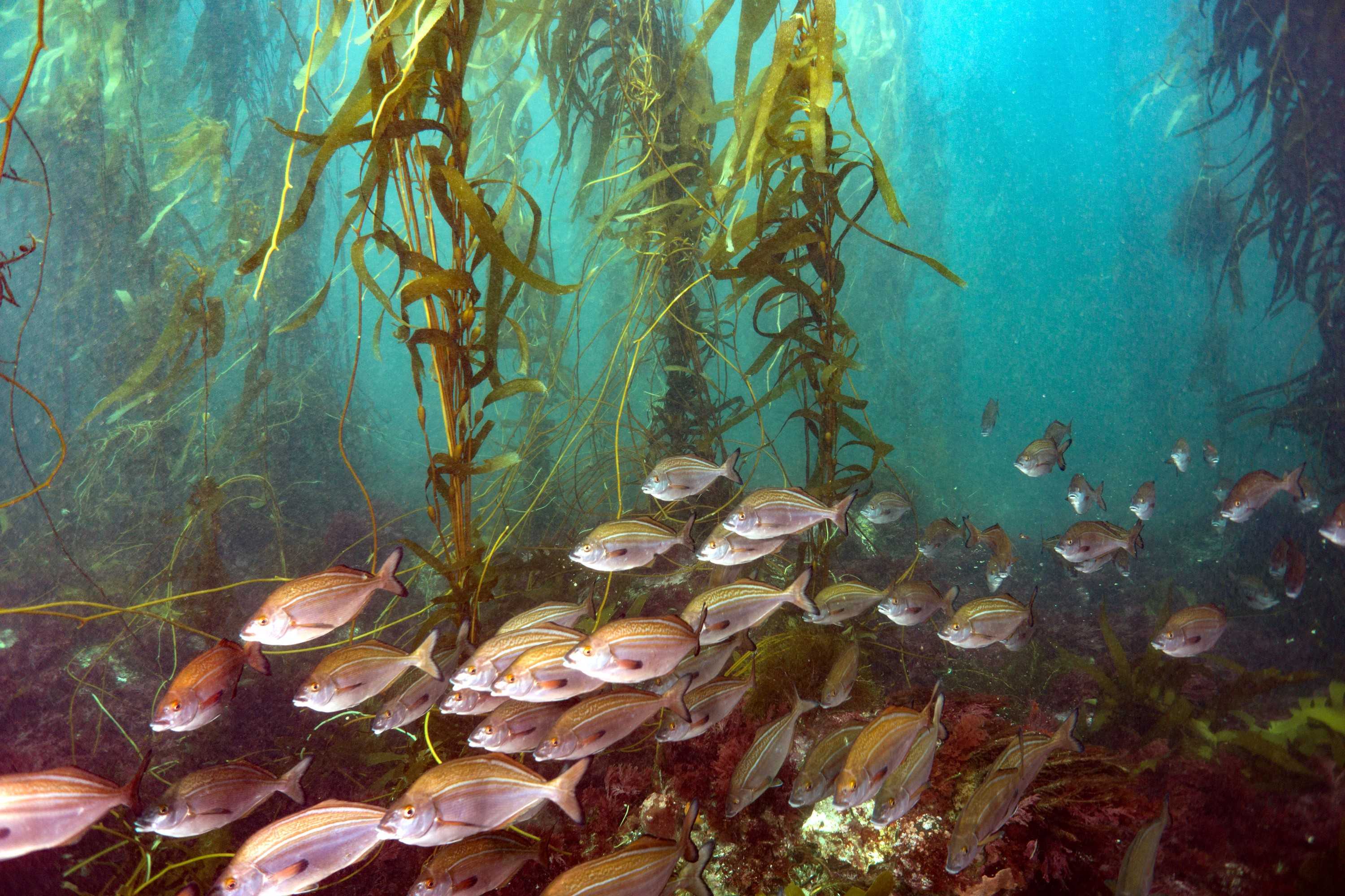 Seafood Positive's OneFish TwoFish program aims to make Australian ...